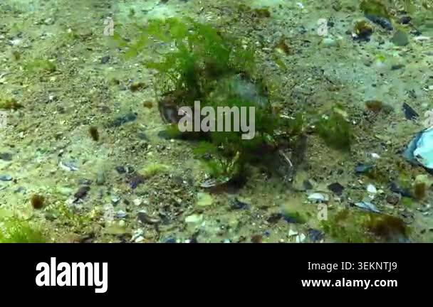 The Black Sea, underwater view of the seabed with macroalgal vegetation ...