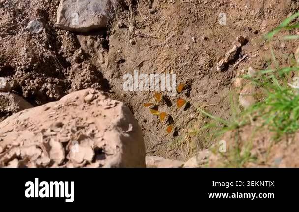 Arizona, drying puddle where butterflies drink saline water Stock Video ...