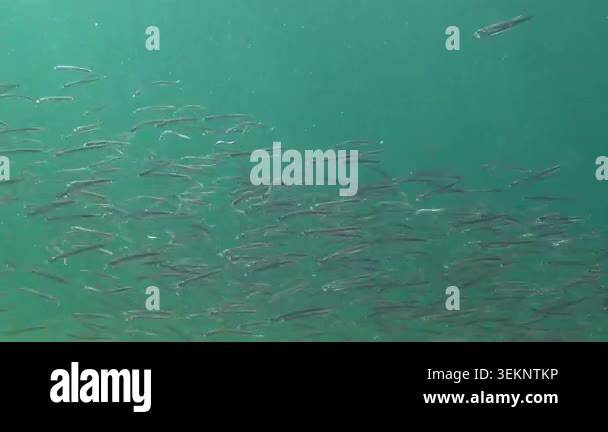 Black Sea, Large school of small fish Mediterranean sand eel ...