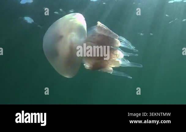 Black Sea, a Barrel Jellyfish (Rhizostoma pulmo), also known as the ...