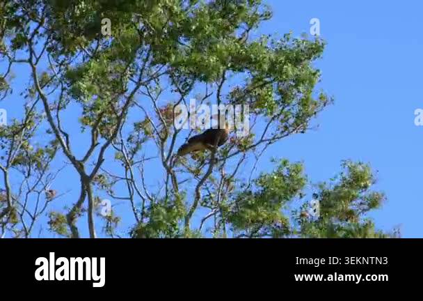 A bird is sitting on the branches of a large tree. A Crested Caracara ...