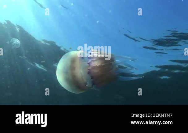 Black Sea, a Barrel Jellyfish (Rhizostoma pulmo), also known as the ...