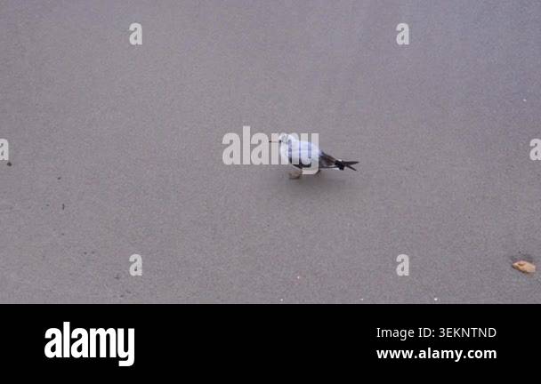 A gull (family Laridae) contaminated with vegetable oil walking along ...