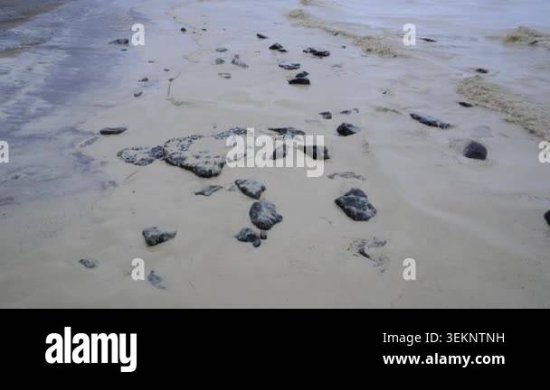 Ecological pollution in the Black Sea: vegetable oil spill and ...