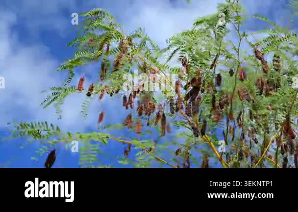 Rattlebush (Sesbania drummondii), a deciduous shrub or small tree ...