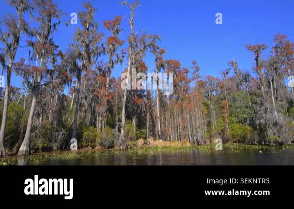 A fantastical riparian forest along the river within the Okefenokee ...