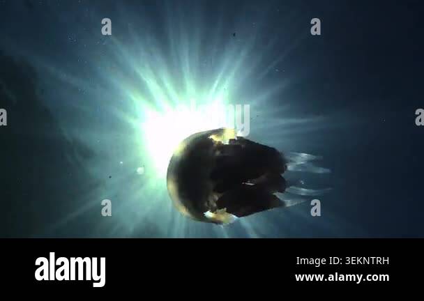 Black Sea, a Barrel Jellyfish (Rhizostoma pulmo), also known as the ...