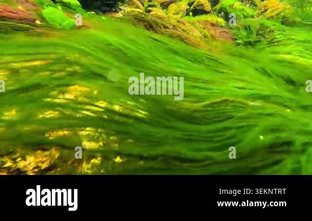 Underwater seascape in the Black Sea, red and green macroalgae (marine ...