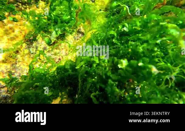 Green algae (Chlorophyta) in a stream of freshwater emerging from ...