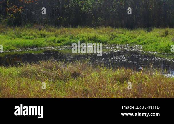 Alabama, Dauphin Island Park, Beach Board. Freshwater lake overgrown ...