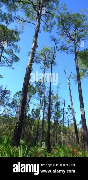 Alabama, Dauphin Island Park, Beach Board. Pond pine trees, Pinus ...