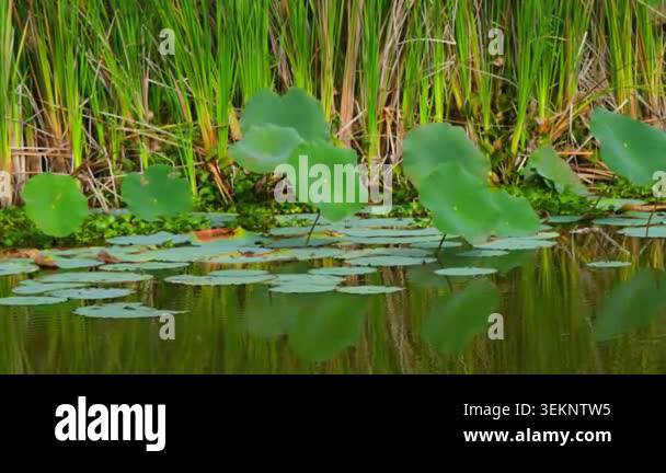 Louisiana, Yellow Pond Lily (Nuphar lutea), a perennial aquatic plant ...