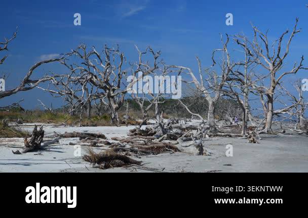 Driftwood Beach on the north end of Jekyll Island, Georgia. A submerged ...