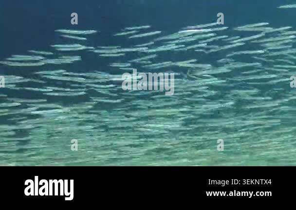 Black Sea, Large school of small fish Mediterranean sand eel ...