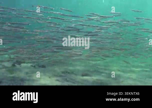 Black Sea, Large school of small fish Mediterranean sand eel ...