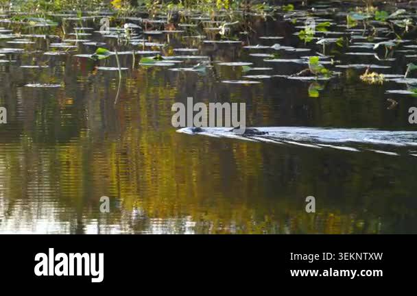 An American alligator (Alligator mississippiensis) swims across a river ...