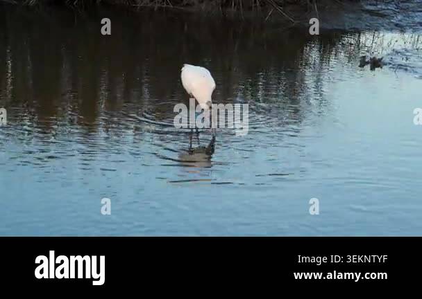 Georgia, A Wood Stork (Mycteria americana), a large wading bird native ...