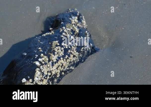 Driftwood Beach on the north end of Jekyll Island, Georgia. Trunk of an ...