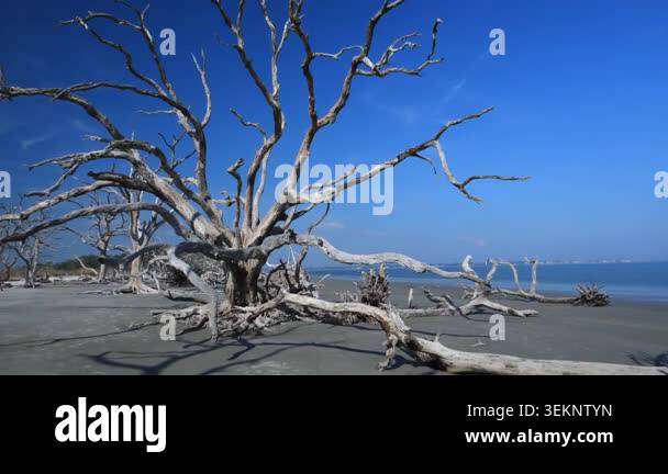 Driftwood Beach on the north end of Jekyll Island, Georgia. A submerged ...