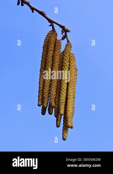 Male catkins against a blue sky, hanging yellowish catkins appearing in ...
