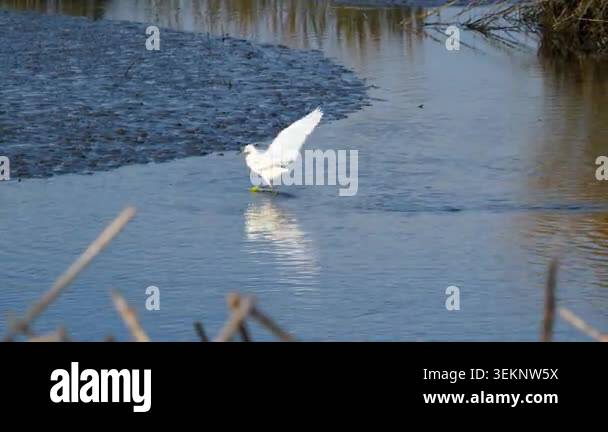 South Carolina, a Snowy Egret (Egretta thula), A bird (Aves) catches ...