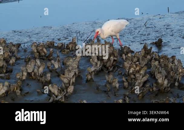 Georgia, These birds are American White Ibises (Eudocimus albus), a ...