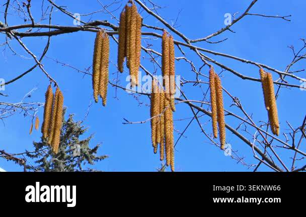 Male catkins against a blue sky, hanging yellowish catkins appearing in ...