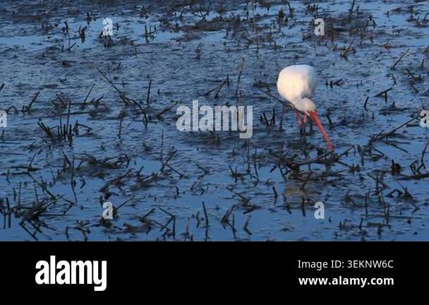 Georgia, These birds are American White Ibises (Eudocimus albus), a ...