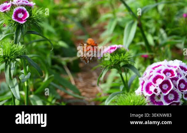 South Carolina, This is a Gulf fritillary butterfly (Agraulis vanillae ...