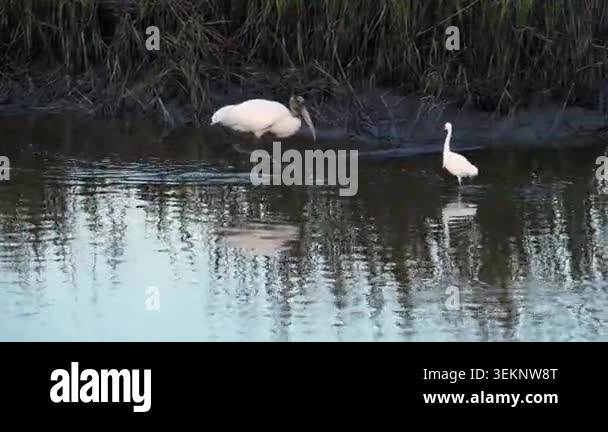 Georgia, A Wood Stork (Mycteria americana), Snowy Egret (Egretta thula ...