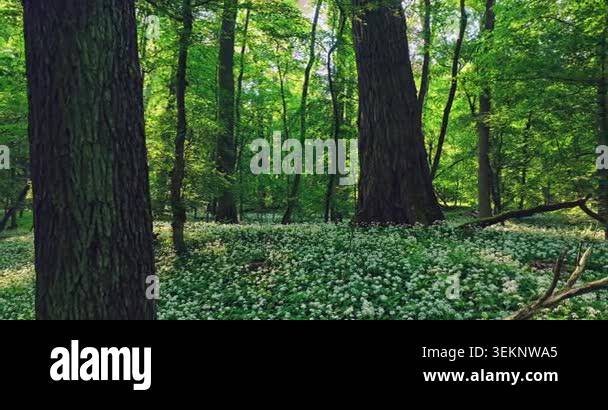 Smooth cinematic flight over a forest path lined with blooming wild ...