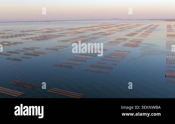 Oyster farmers on a boat, retrieving oysters attached to ropes, in the ...