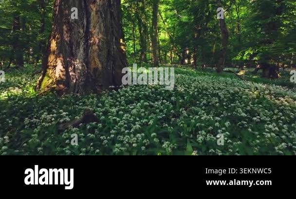 Smooth cinematic flight over a forest path lined with blooming wild ...