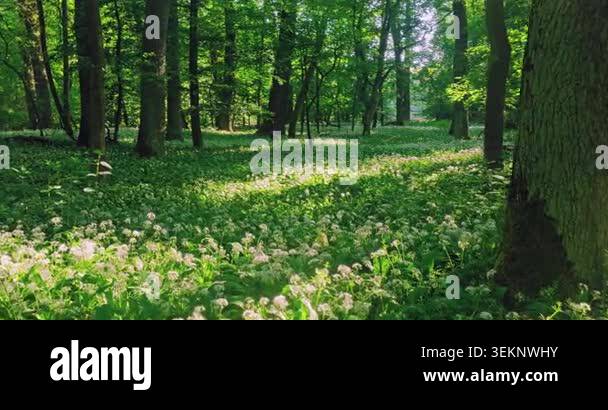 Smooth cinematic flight over a forest path lined with blooming wild ...