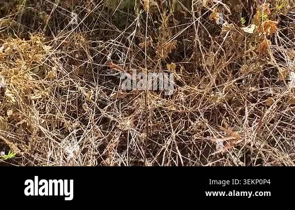 close up of a plant growing on the ground Stock Video Footage - Alamy