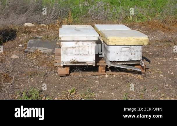Traditional wooden beehives for honey production in nature Stock Video ...
