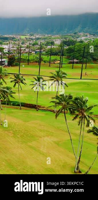 Aerial view of lush green golf course with tall palm trees, driving ...