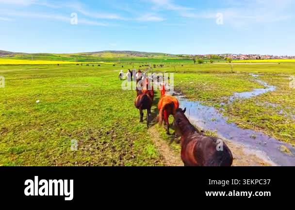 Line of horses receding toward the horizon, flooded channel alongside ...