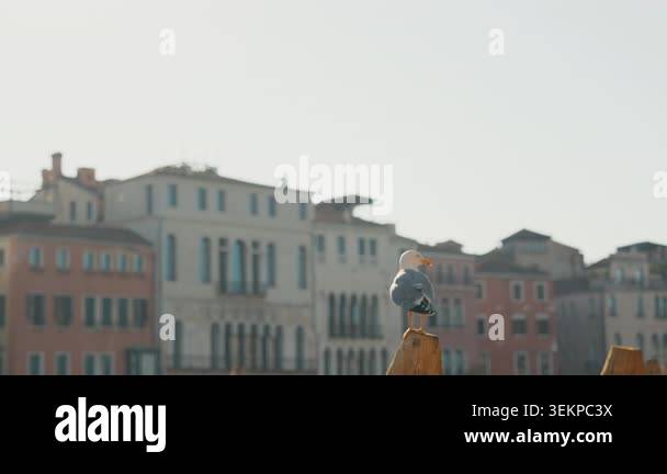 Seagull sitting near the Venice lagoon and flying away. Italy travel ...