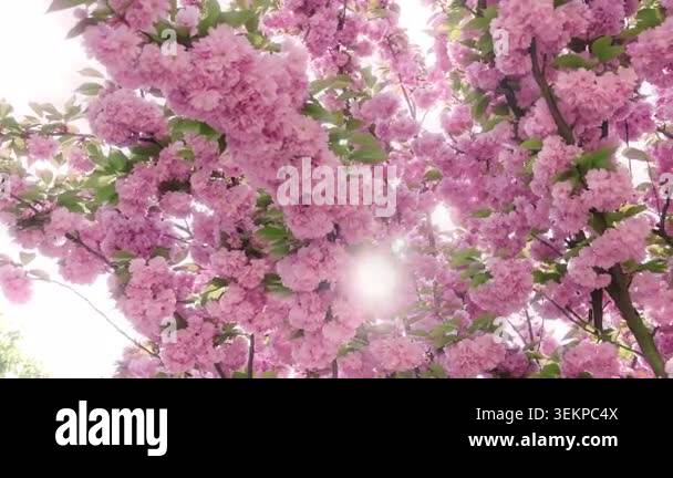 Blooming sakura branches illuminated by warm sunlight. Delicate pink ...