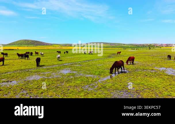 Mixed color horses scattered across waterlogged green pasture, yellow ...