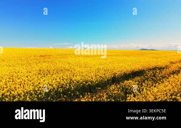 Ground-level perspective shows flower-covered terrain reaching far ...