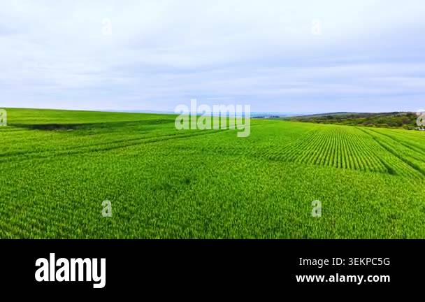 Bright green cereal rows on undulating terrain, distant blue lake and ...