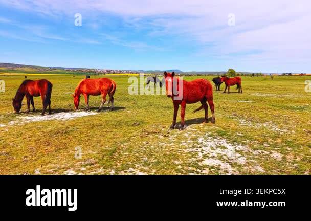 Several orange-red and dark horses foraging on patchy grass and mineral ...