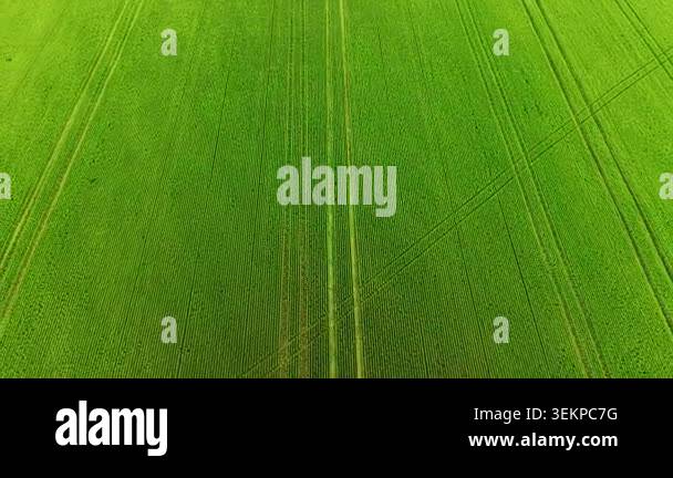 Uniform lime-green cereal fills entire frame with precise parallel rows ...