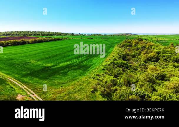Drone perspective looking forward; uniform green cereal field occupies ...