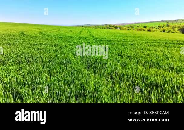 Vivid green wheat in foreground curves to distant tree line, village ...