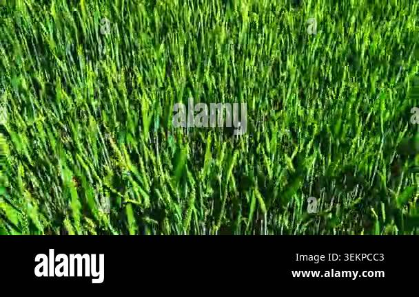 Tightly packed vivid green wheat blades and forming ears lit by direct ...