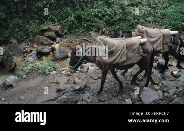 Two pack mules carrying cargo with saddlebags carefully crossing a ...