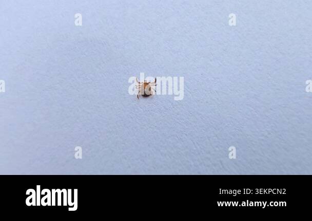Tiny ixodid tick crawling on a plain white surface. Dangerous parasite ...